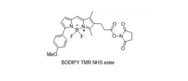 BODIPY TMR NHS ester ，BODIPY TMR NHS，常用于制备透膜性荧光探针-CSDN博客