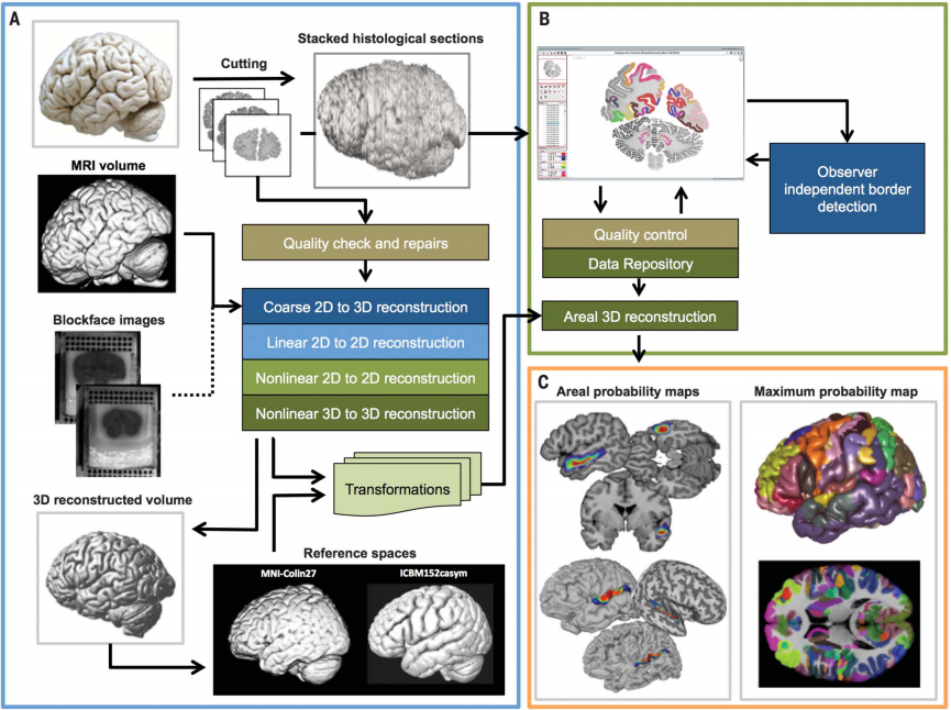 3D大脑图谱-Julich-Brain被称作“Google Earth of the brain”-CSDN博客