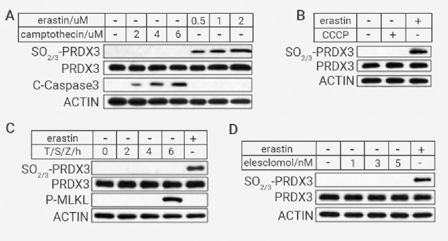 过氧化PRDX3作为铁死亡标志物的鉴定与应用 - MedChemExpress_identification of hyperoxidized prdx3as a ferropto-CSDN博客