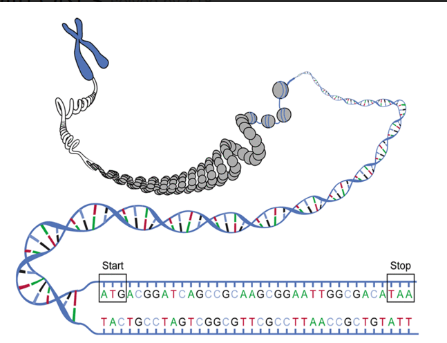 Rosalind工具库：使用EMBOSS处理生物数据-CSDN博客