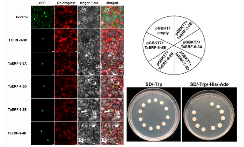 干货|目标蛋白疑似转录因子，我该怎么办？_目的蛋白是转录因子-CSDN博客