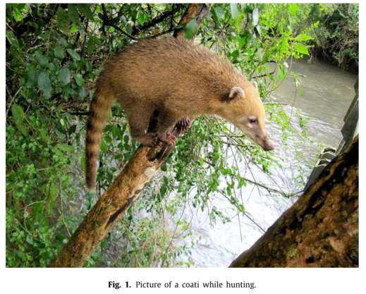 【智能优化算法】浣熊优化算法coati Optimization Algorithmcoa智能优化算法浣熊优化算法 Csdn博客