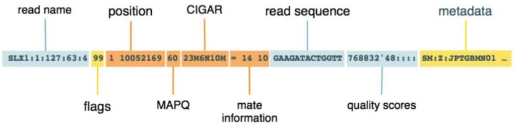 bam文件读取_生物信息学分析实用小技巧（五）：BAM/SAM两三事_佛十格格的博客-CSDN博客