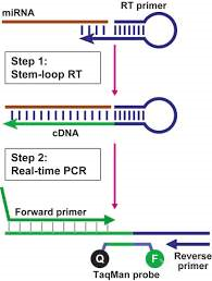 引物设计软件primer_MirRNA设计方法_weixin_39839410的博客-CSDN博客