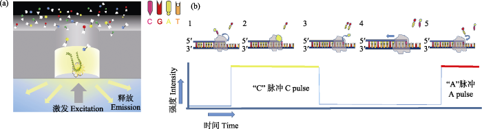 基于三代测序技术的微生物组学研究进展 _sanger et al.,1978-CSDN博客