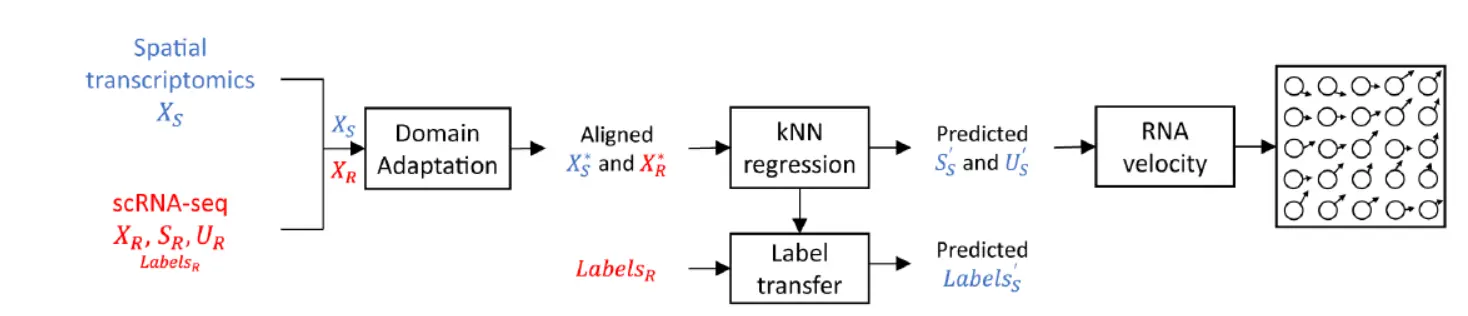 10X空间转录组速率分析（Velocyto）之SIRV_sirv: spatial inference of rna velocity at the sin-CSDN博客
