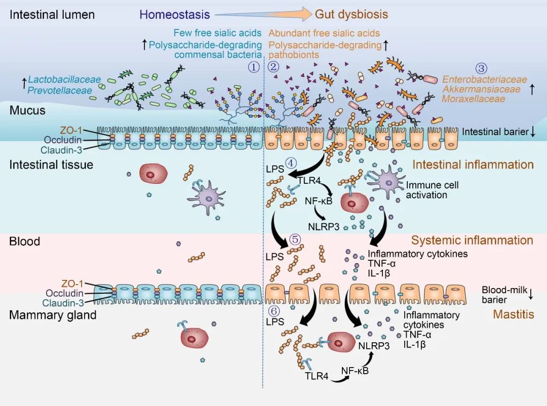 Microbiome | 吉林大学付云贺组揭示“瘤胃/肠道源性乳腺炎”的新机制-CSDN博客