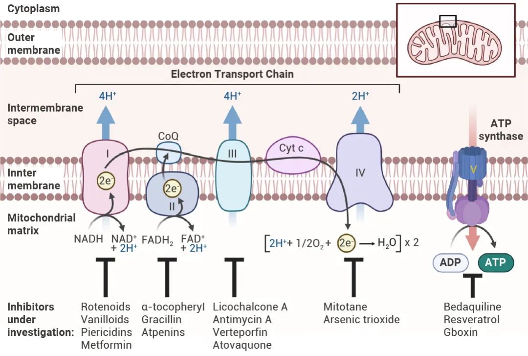 十个具潜力的小分子介绍及应用盘点 - MedChemExpress_glecirasib的结构-CSDN博客