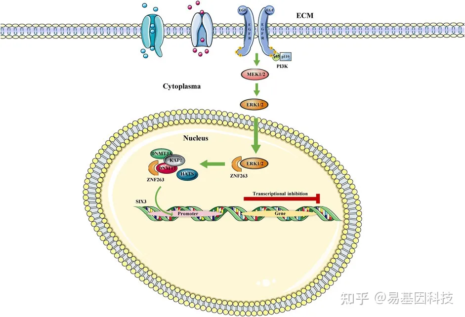 易基因｜不同DNA甲基转移酶（DNMT）在癌症发病机制中的作用： 深度综述_dnmt 结合dna-CSDN博客