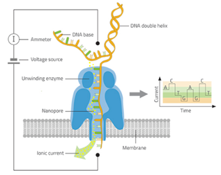 NGS测序分类二三代_ngs分类-CSDN博客