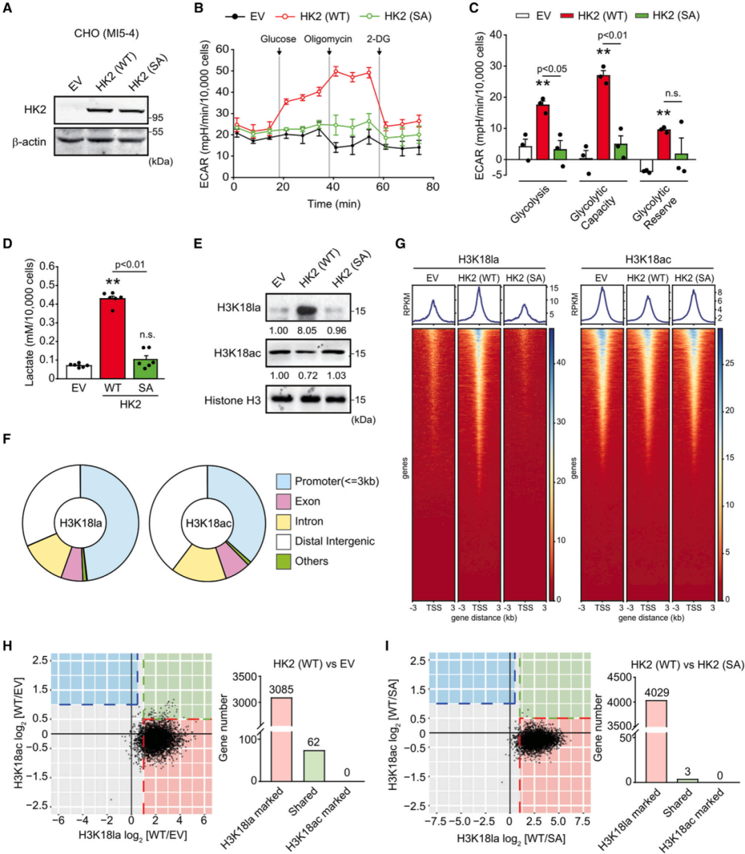 Cell Metabolism（IF:29）如何用“糖酵解+乳酸化”两大国自然热点讲好故事，看看这篇文章_warburg效应ecar和ocr ...