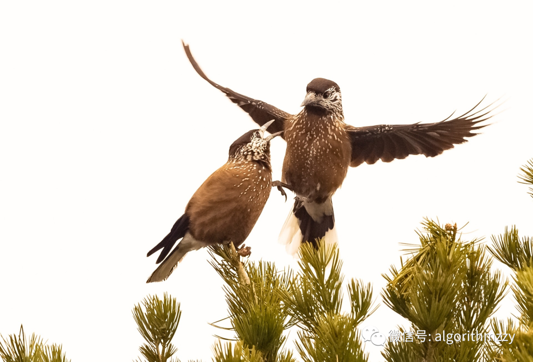 星鸦优化算法(NOA)(含MATLAB代码)-CSDN博客
