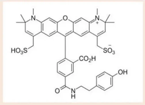 一种明亮的红色荧光染料，AF594 Tyramide，可以使用561nm或594nm激光线激发，具有高荧光量子产率_af546-CSDN博客