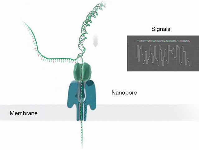 The third generation sequencing: The advanced approach to genetic ...