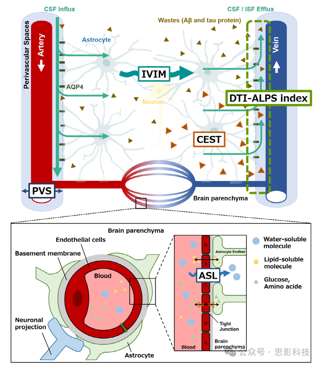 磁共振成像评估脑淋巴系统活性_dti alps-CSDN博客