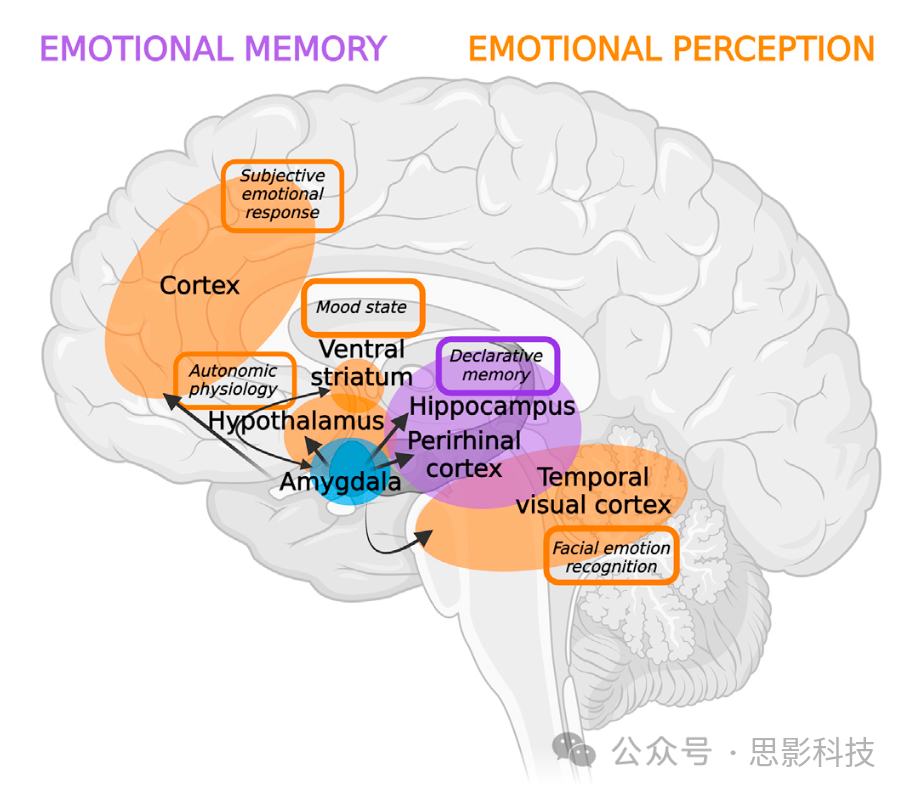 Neuron：探索杏仁核如何塑造人类行为-CSDN博客