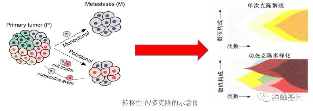 Clone 1. 肿瘤克隆进化之前世今生_克隆突变ccf-CSDN博客