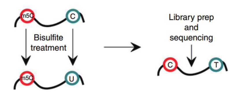易基因｜m5C RNA甲基化测序技术---从mRNA到全转录组（mRNA+lncRNA+tRNA）m5C单碱基分辨检测｜技术解读_rna ...