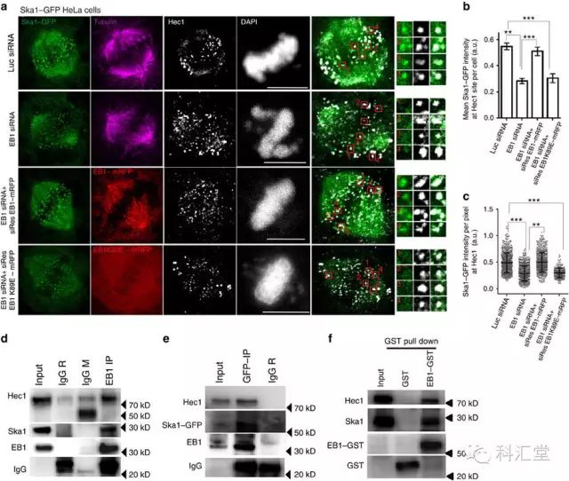 graphpad怎么处理cck8的_如何快速掌握科研图像处理与作图技能？_weixin_39678531的博客-CSDN博客