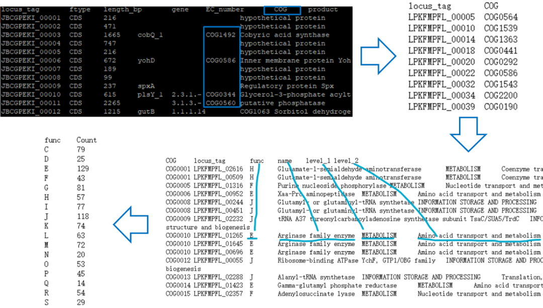 列注释_技术贴 | 宏基因组分箱 (Binning)第四课——COG EC RNA注释统计_weixin_39625305的博客-CSDN博客