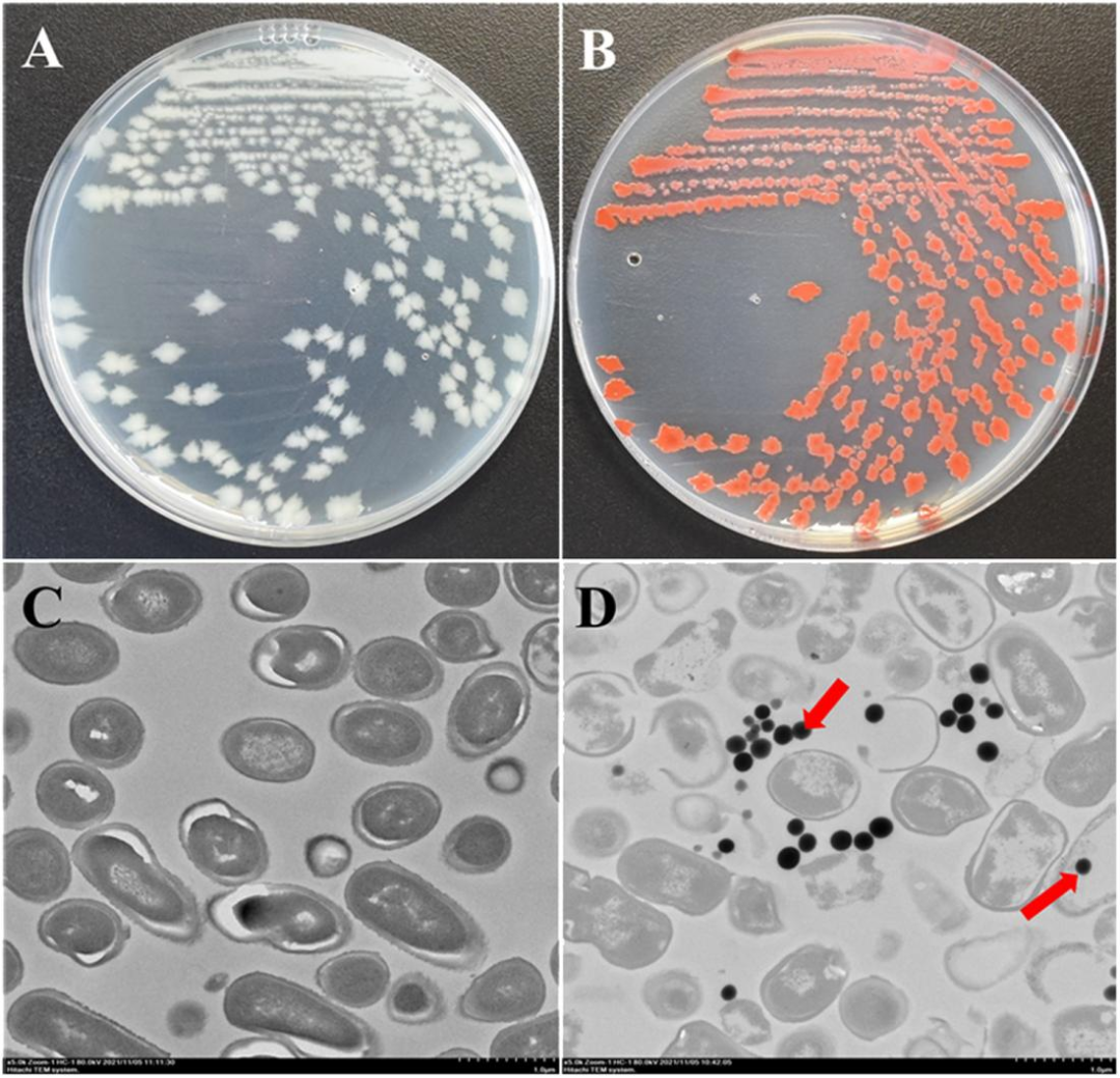 转录组研究揭示多途径介导修复的枯草芽孢杆菌亚硒酸盐还原新机制_盐碱环境 枯草芽孢 转录组-CSDN博客