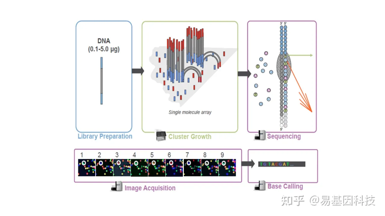 易基因｜一文读懂精准简化基因组甲基化测序(RRBS+oxRRBS)分析怎么做_rrbs测序结果怎么看-CSDN博客
