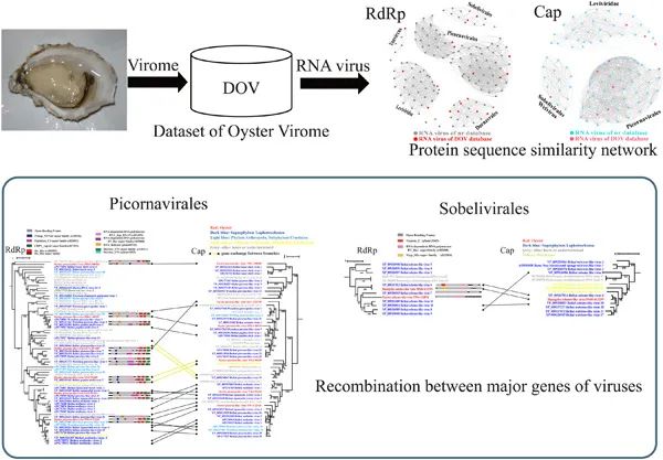 iMeta | 水科院南海所姜敬哲/中大施莽利用病毒组揭示的牡蛎体内的新型RNA病毒...-CSDN博客