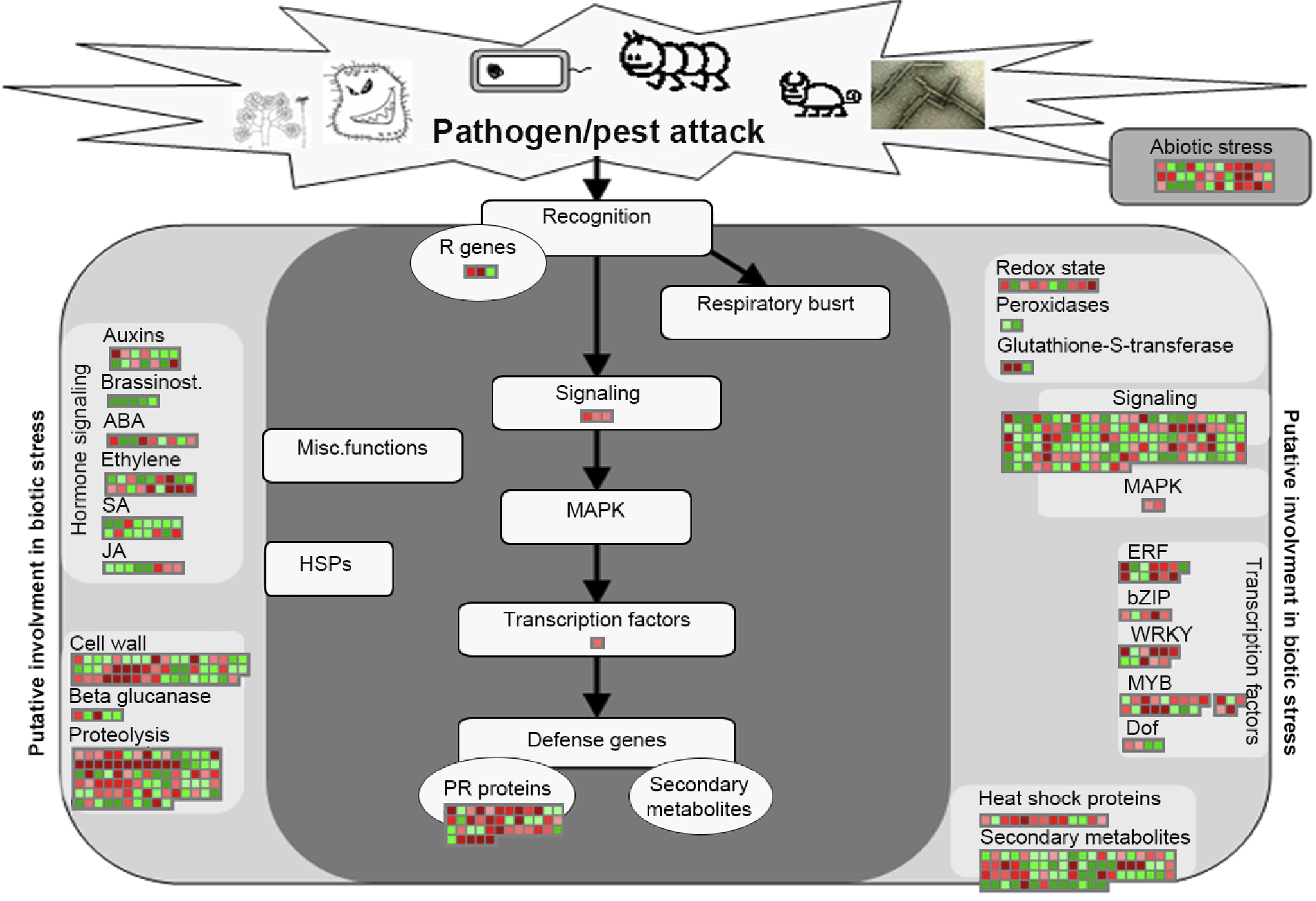 更新 | 如何对物种进行 Mapman 注释?-CSDN博客