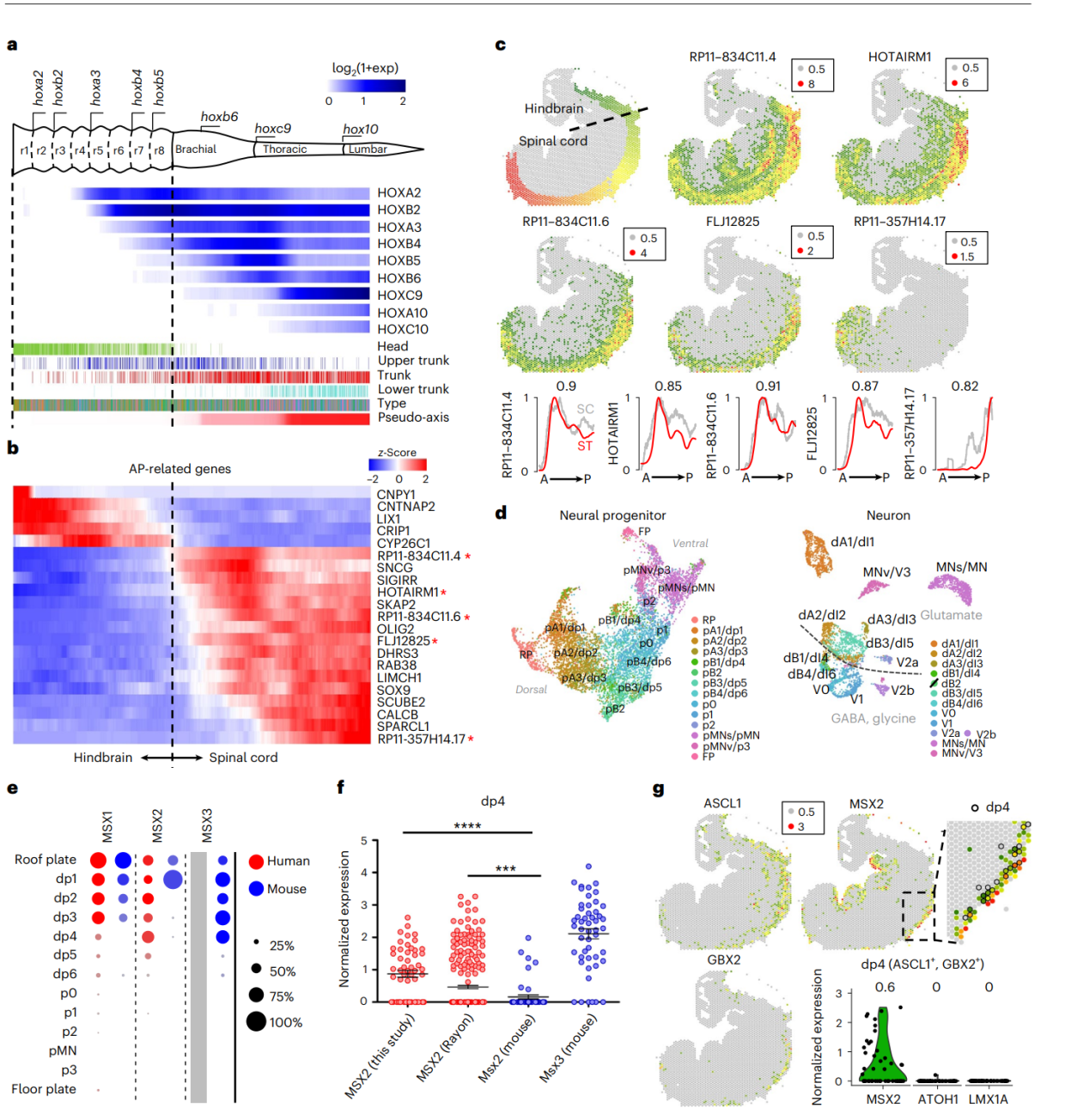 单细胞空间绘制人类胚胎器官发生时期细胞图谱_create.rctd(-CSDN博客