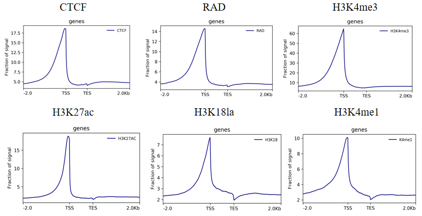 CUT&Tag与ATAC-seq联手，解析表观遗传机制_cuttag atac-seq-CSDN博客