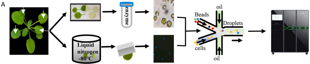 snRNA-seq vs scRNA-seq谁更nice，用数据说话_scrna snrna-CSDN博客