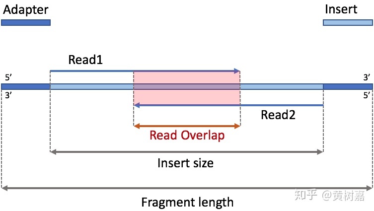 PE测序中read1与read2关系_双端测序的两个read怎么匹配-CSDN博客