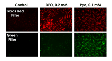 ROS-ID®缺氧/氧化应激检测试剂盒_软件如何分析ros氧化应激流式图-CSDN博客