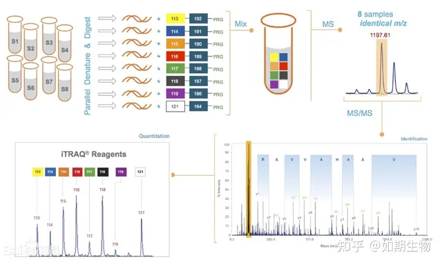 ITRAQ、TMT标签结构以及相对定量_tmt标记步骤解析-CSDN博客
