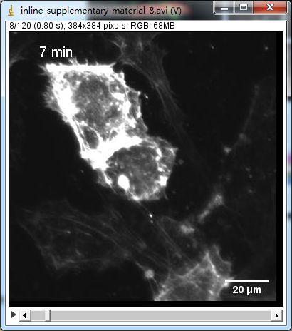 gels imagej 图片处理_老司机带你解锁ImageJ三维图片分析技巧-CSDN博客