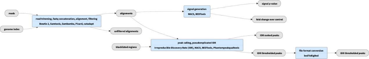 易基因｜ENCODE组蛋白ChIP-seq和转录因子ChIP-seq数据标准及处理流程_组蛋白chip-seq数据量-CSDN博客