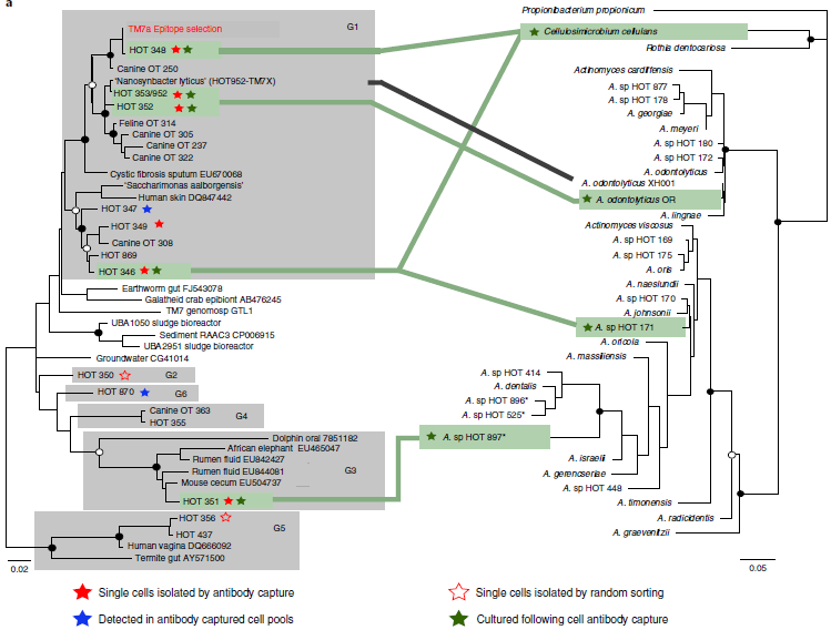 Nature Biotechnology|利用反向基因组学技术定向分离未培养细菌_tm7a菌-CSDN博客