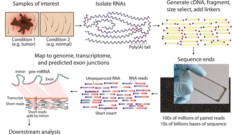 关于微阵列芯片和RNA-seq的比较_rna微阵列分析-CSDN博客