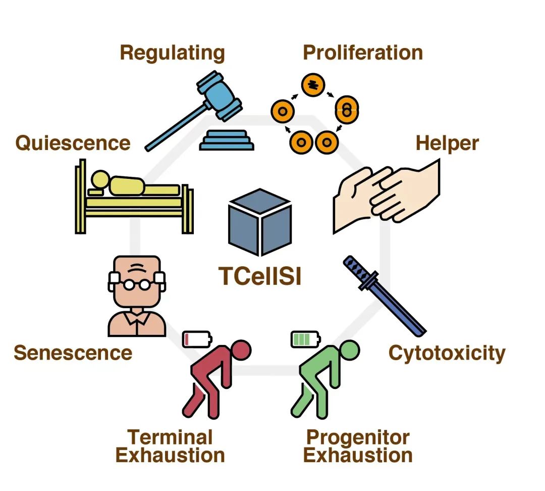TCellSI：首个全面评估T细胞状态的创新工具-CSDN博客