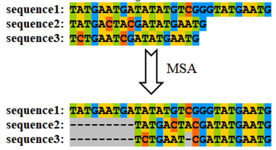 iMeta | 兰州大学张东青年研究员：使用PhyloSuite进行分子系统发育及系统发育树的统计分析...-CSDN博客