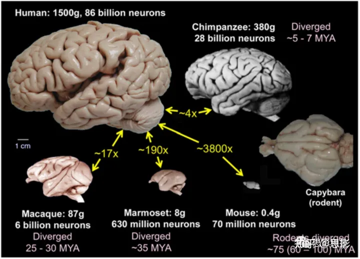 PNAS：人类、非人灵长类动物和小鼠的大脑皮层折叠、分割和连通性_脾后皮层-CSDN博客