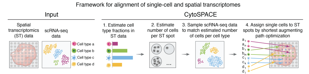 NBT | 使用CytoSPACE对单细胞和空间转录组进行高分辨率比对_cytospace task-CSDN博客