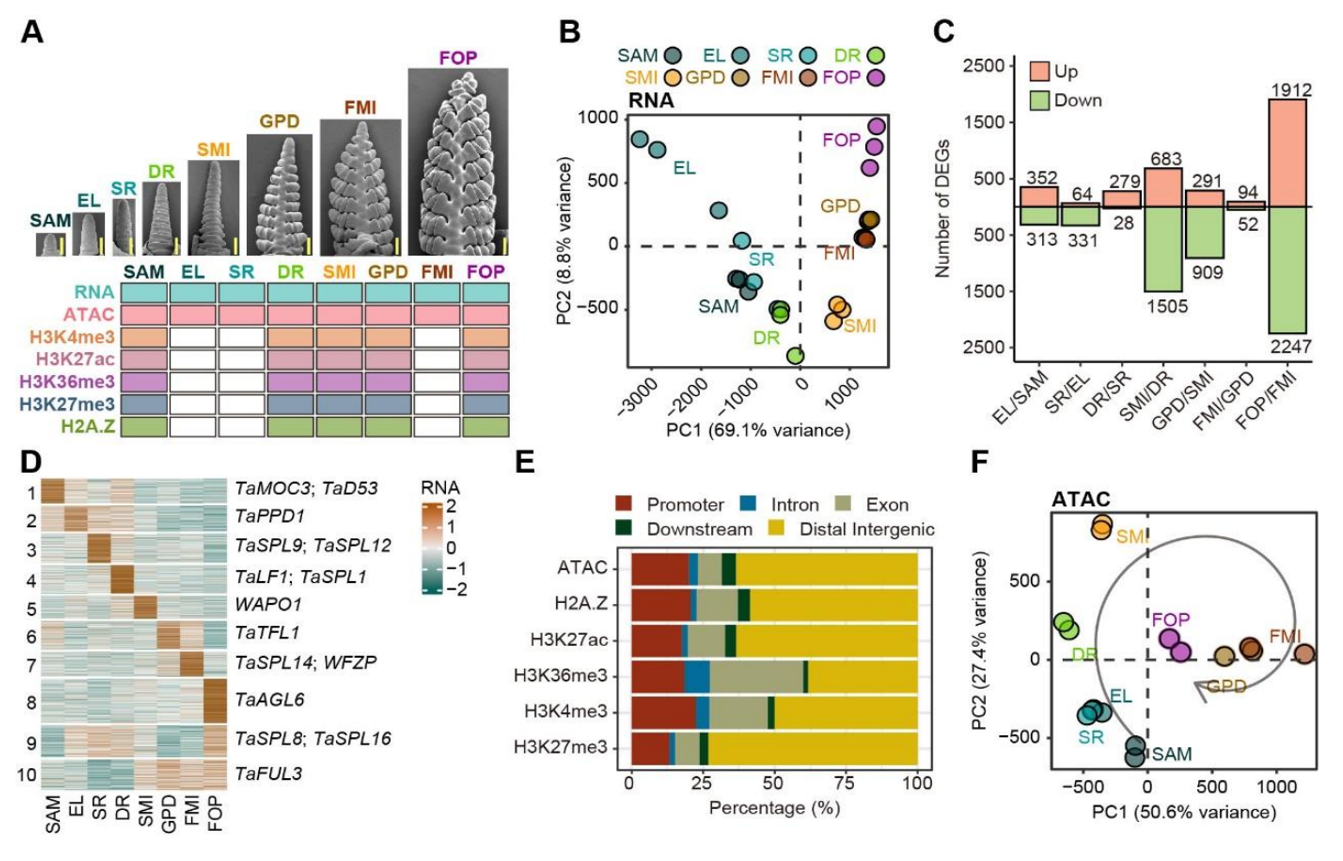 文献精读丨GWAS+TRN多组学方法揭示小麦穗发育调控过程_wheatnet识别小麦穗数-CSDN博客