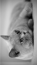 R语言图像处理EBImage包详解-CSDN博客