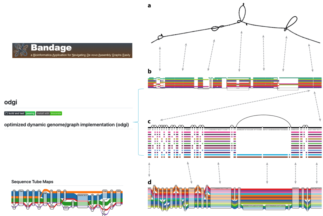 泛基因组可视化-CSDN博客
