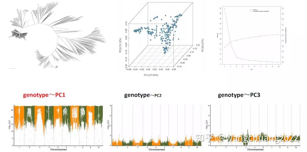 全基因组关联分析（GWAS）-统计方法与模型简介_gwas模型-CSDN博客