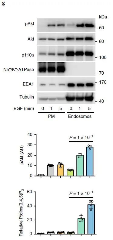 Nature Cell Biology：揭示 PI3K-Akt 信号通路新机制，有望成为癌症治疗新靶点_par2-pi3k-akt-CSDN博客