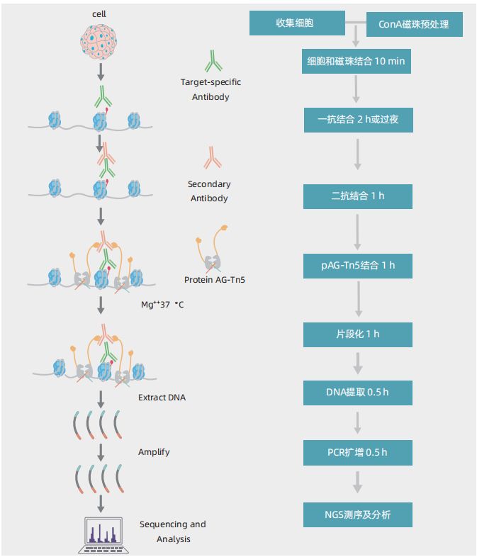 ABclonal再添一员“蛋白~DNA互作研究”大将—CUT&Tag_爱博泰克生命科学的博客-CSDN博客