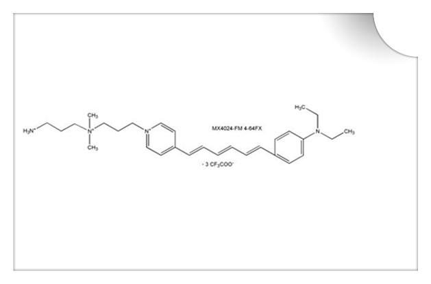 FM4-64FX(Fixable analogof FM 4-64)，一种活细胞探针示踪酵母整体膜内在化和运输到液泡-CSDN博客