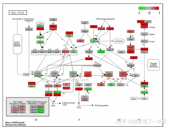 go kegg_差异基因的GO与KEGG注释-CSDN博客